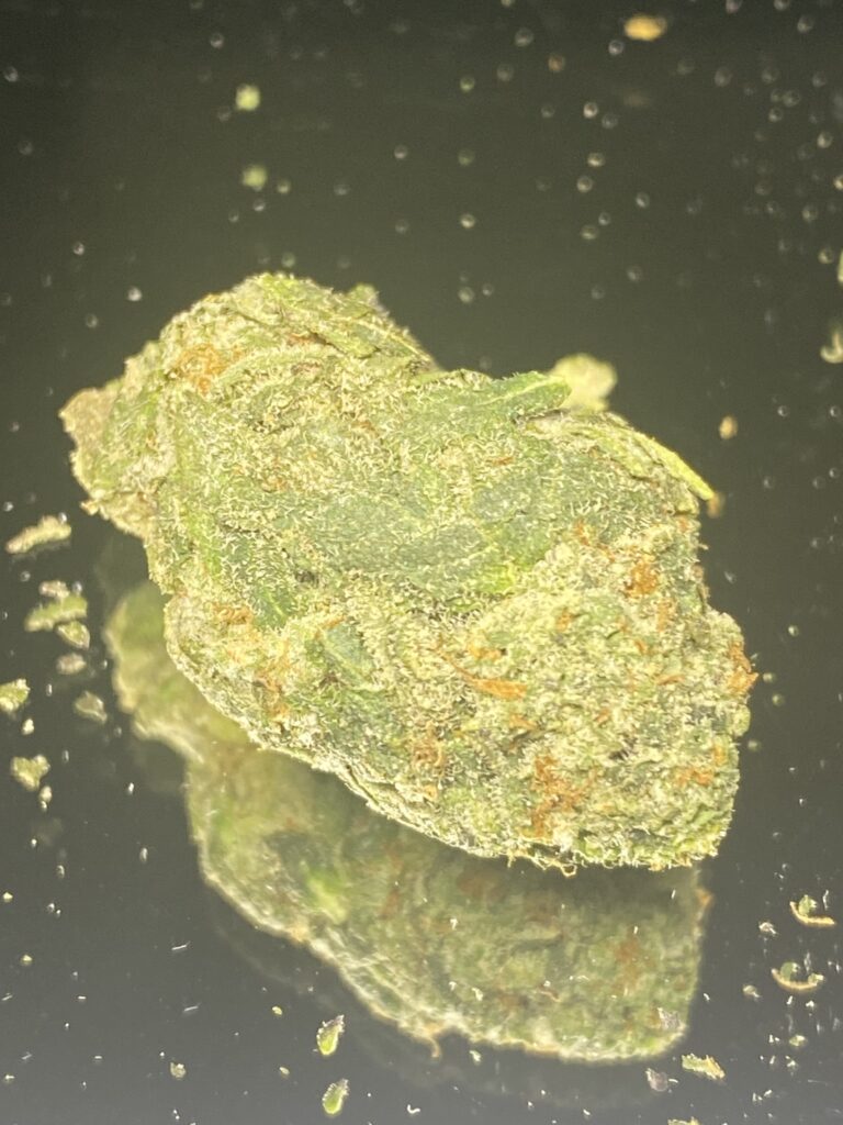 Master Splinter - Good Giggles Delivery