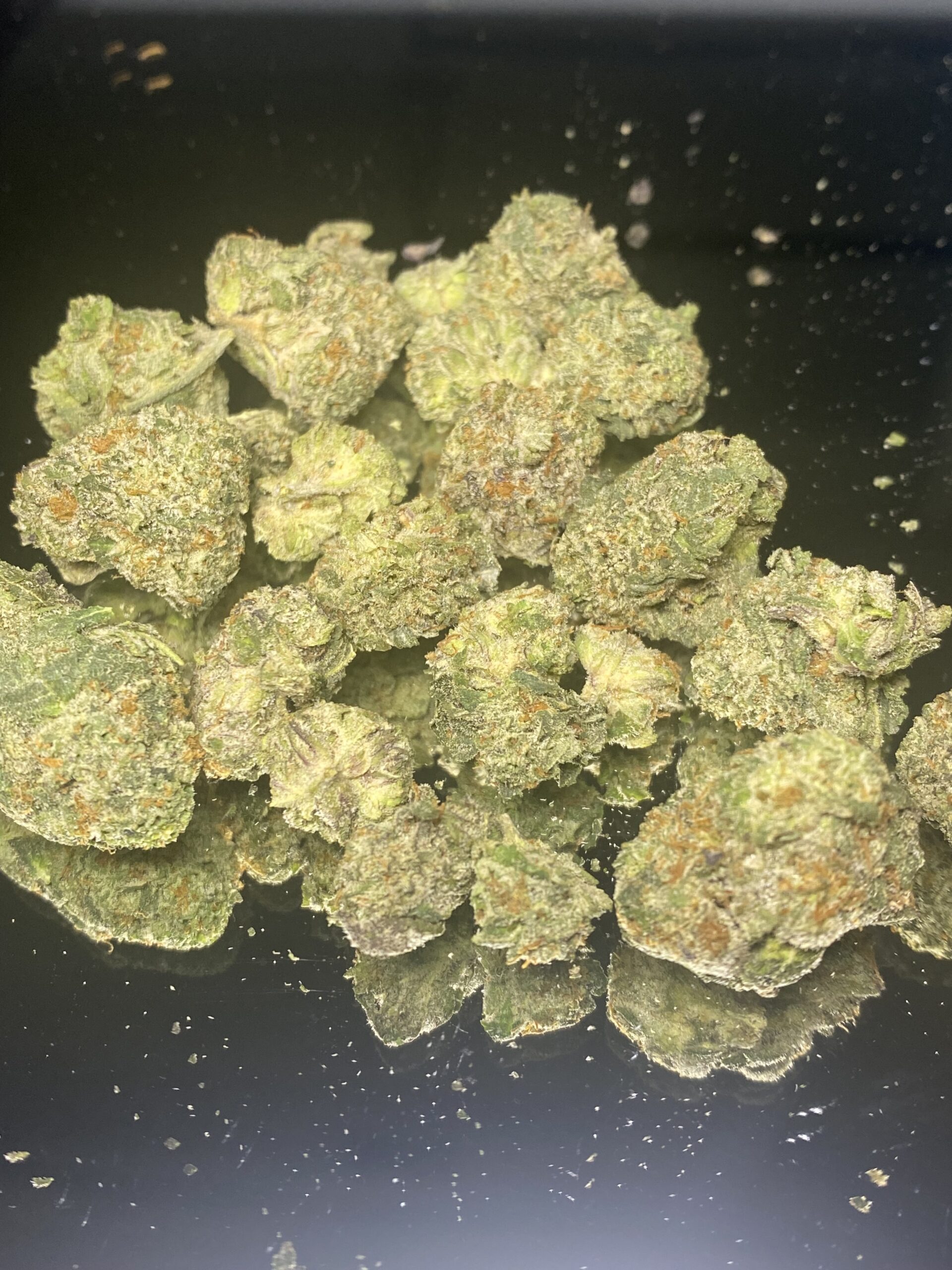 Master Splinter - Good Giggles Delivery